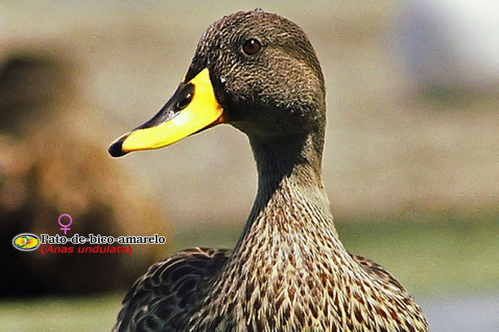 Zoologia: Pato-de-bico-amarelo (Anas undulata)